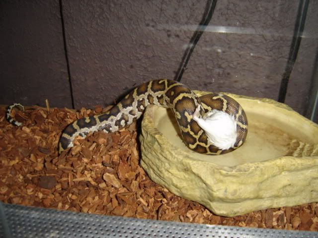 Slangenforum - Toon onderwerp - Tijgerpython