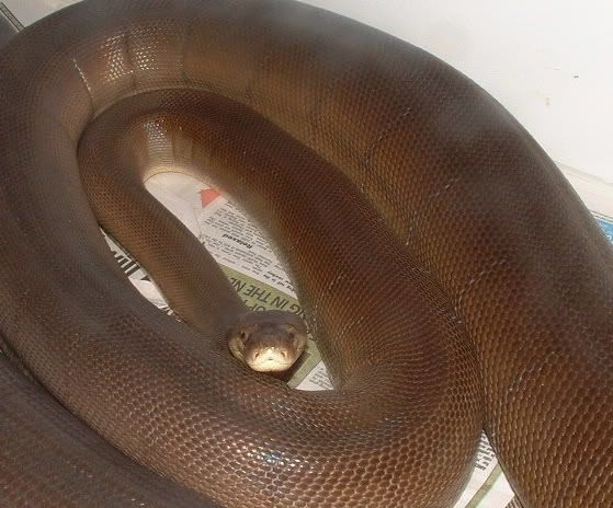 Olive Python, Liasis olivaceus | Reptile Forums