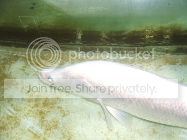 Gold Tandanus Catfish | MonsterFishKeepers.com
