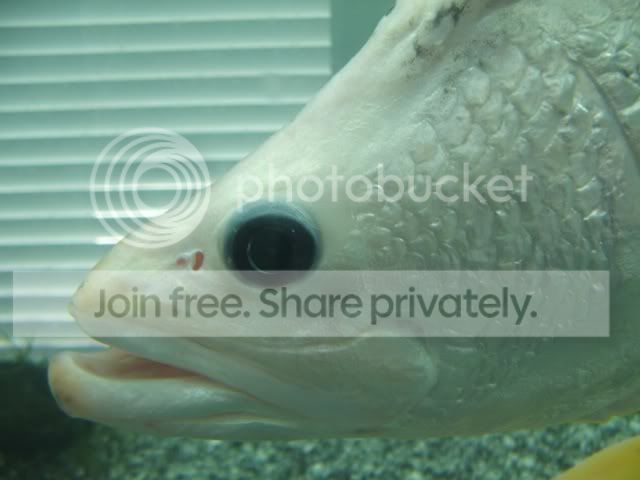Gold Tandanus Catfish | MonsterFishKeepers.com