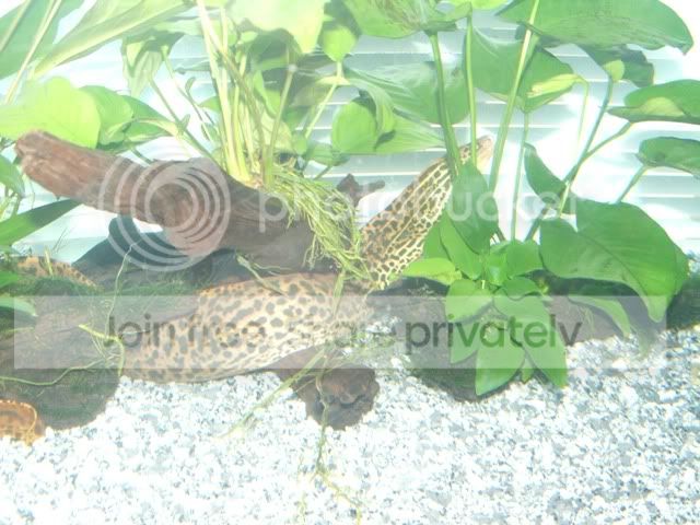 Gold Tandanus Catfish | MonsterFishKeepers.com