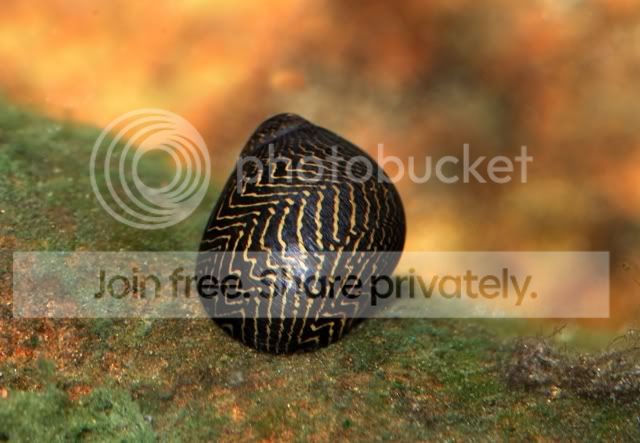 Any one keep Snail - Freshwater Snails - Shrimp Keepers Forum
