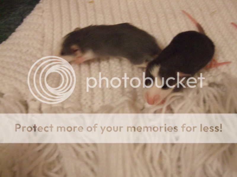 baby rats for sale | Reptile Forums