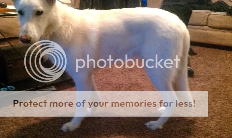 Critique Shelbot? | German Shepherds Forum