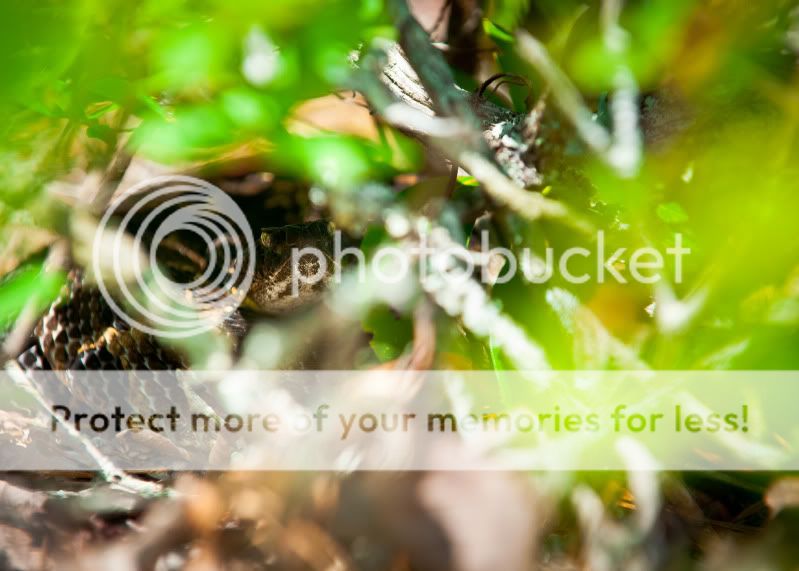 Biomark pit tag reader available - Field Herp Forum