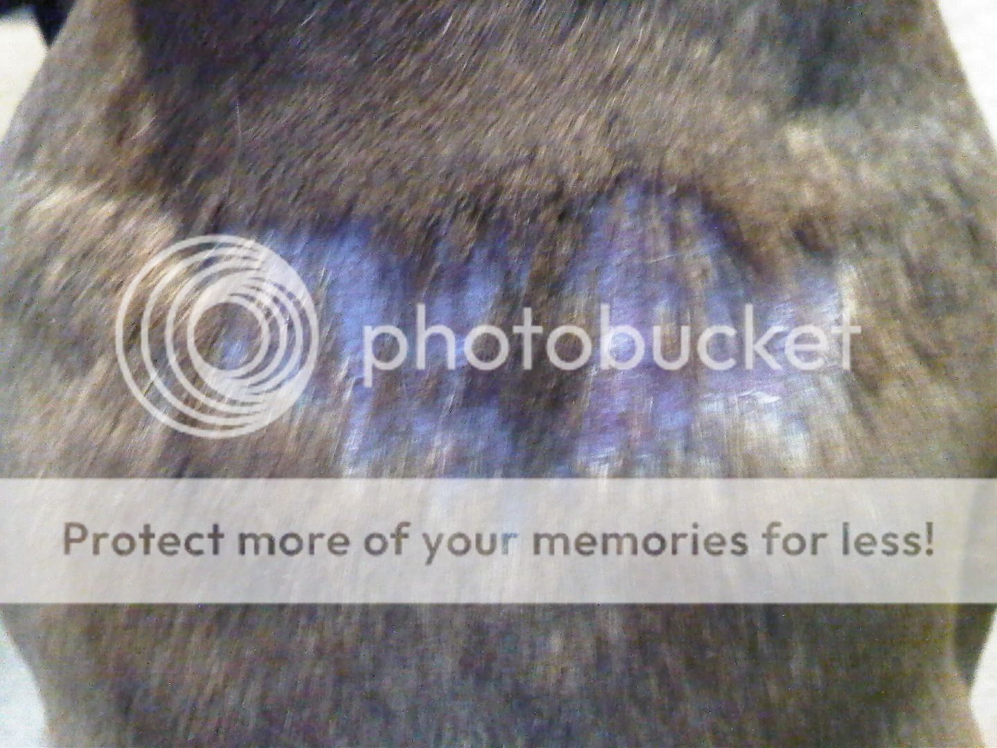 Rash/hair loss on back of neck | Boxer World Forums