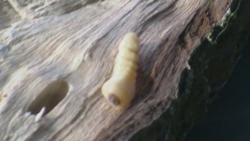Boring worm in Eucalyptus wood | Arboristsite.com