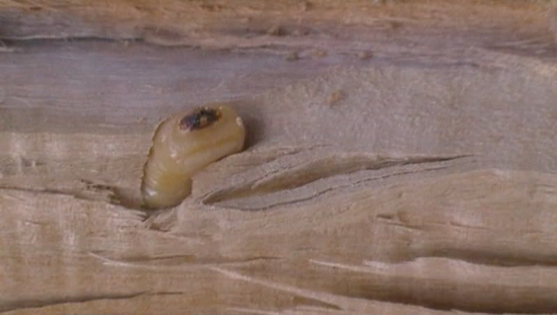 Boring worm in Eucalyptus wood | Arborist, Chainsaw & Tree Work Forum