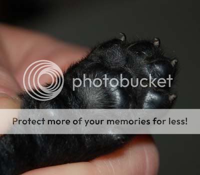 Bolo Mark | Just Labradors