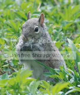 Sign Language Squirrel | Fookem and Bug