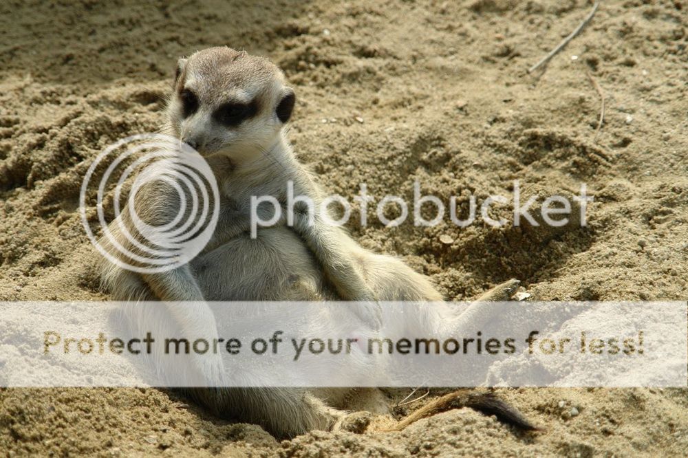 Meerkat vs Penguin. - Page 2 - Detailing World