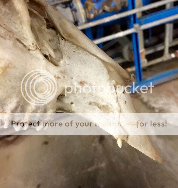 Buck Fangs | Archery Talk Forum