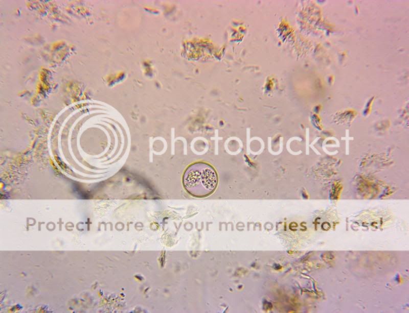 Fecal Float Pictures | Page 2 | Chameleon Forums