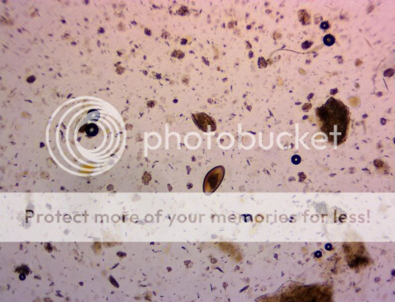 Fecal Float Pictures | Page 2 | Chameleon Forums