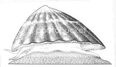 Kodos, Kang, & Cephalopod Evolution