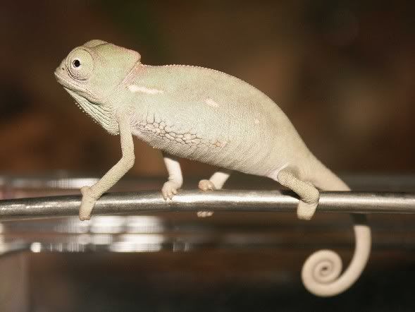 chameleon sexing help?????? | Reptile Forums