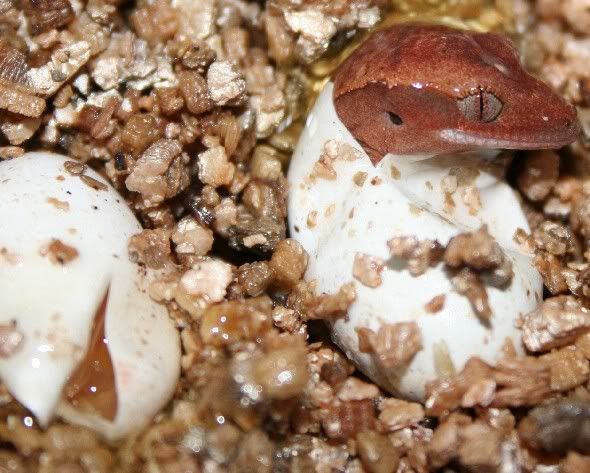 crested geckos hatching! | Reptile Forums