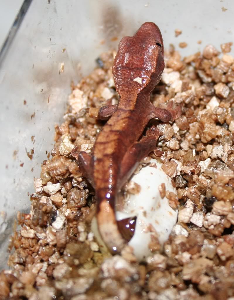 crested geckos hatching! | Page 2 | Reptile Forums