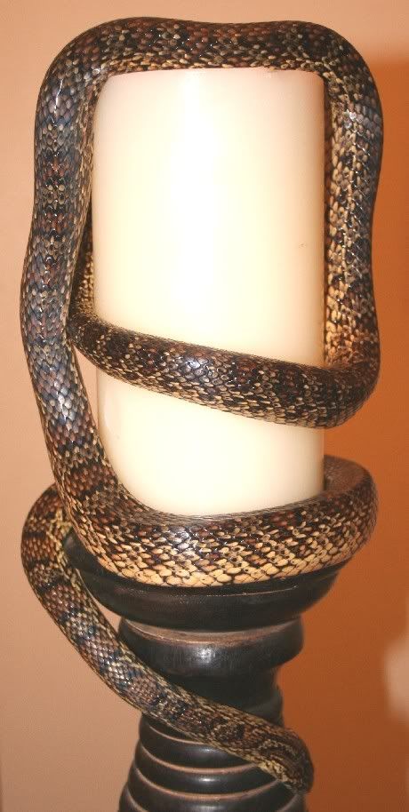 Speckled Jungle Corn pics | Reptile Forums