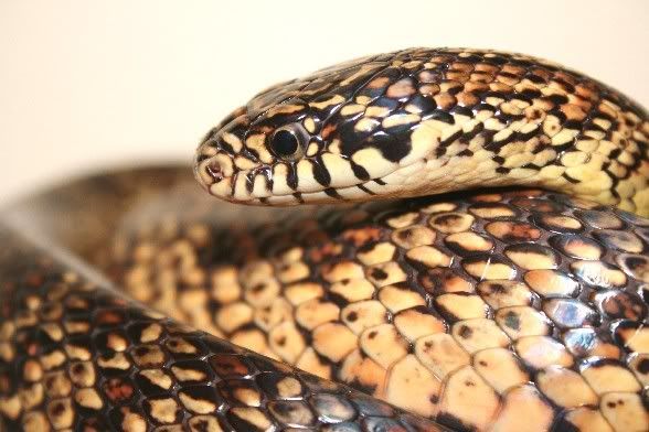 Speckled Jungle Corn pics | Reptile Forums
