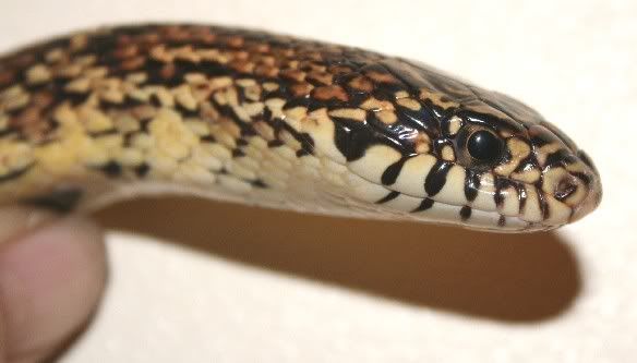 Speckled Jungle Corn pics | Reptile Forums