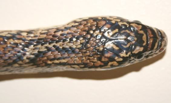 Speckled Jungle Corn pics | Reptile Forums