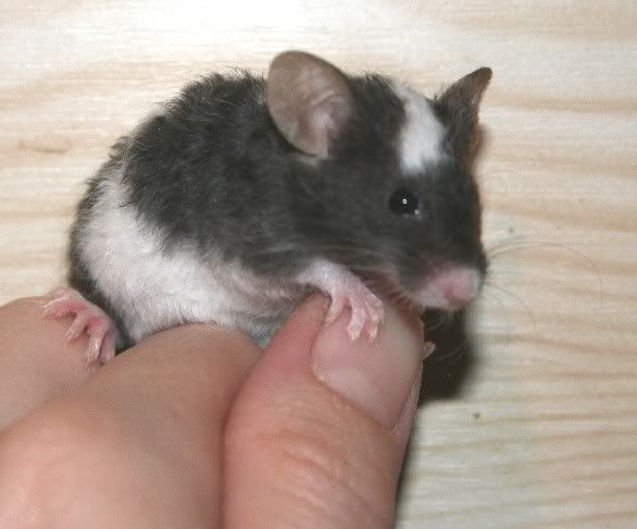 more mice.. | Reptile Forums