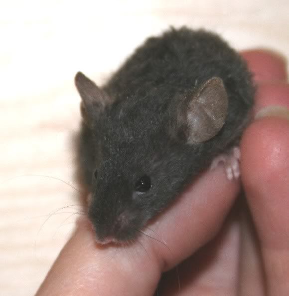 more mice.. | Reptile Forums