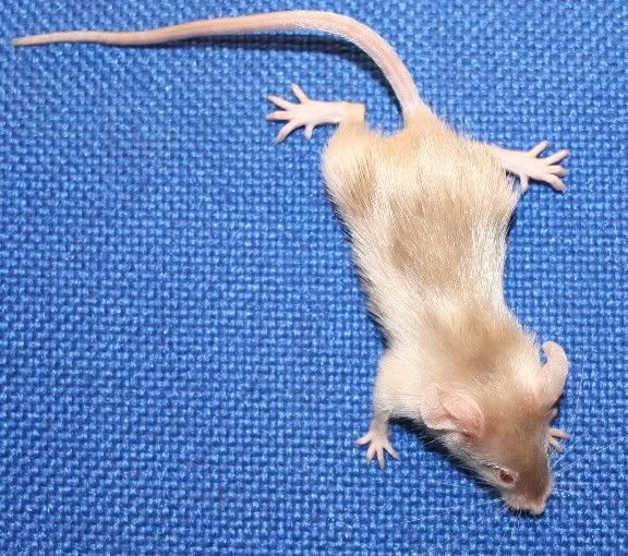 rather a lot of mouse pictures.. | Reptile Forums