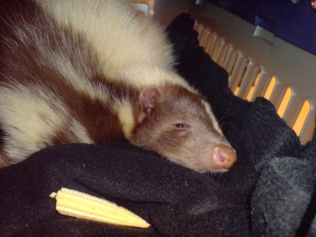 07 Chocolate Male Swirl Skunk, descented, very tame | Reptile Forums