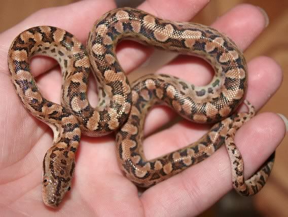 Newbie needs help With Argentine Rainbow Boa | Reptile Forums