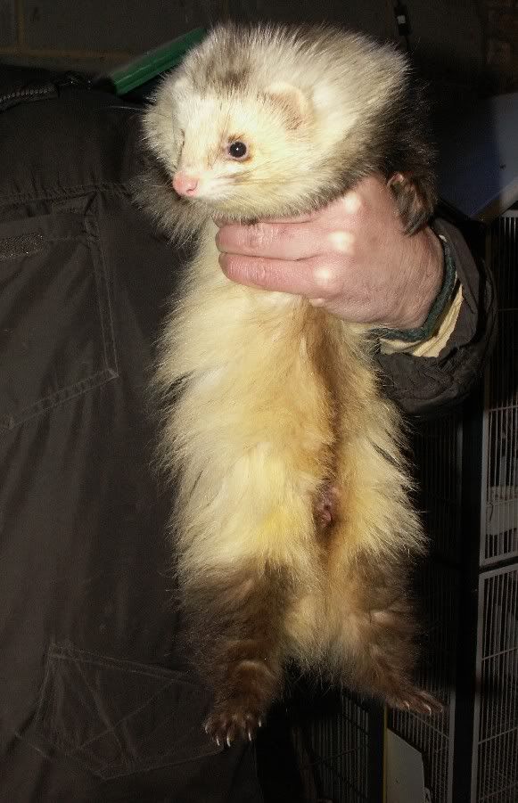 Het Angora Ferret Kits | Reptile Forums