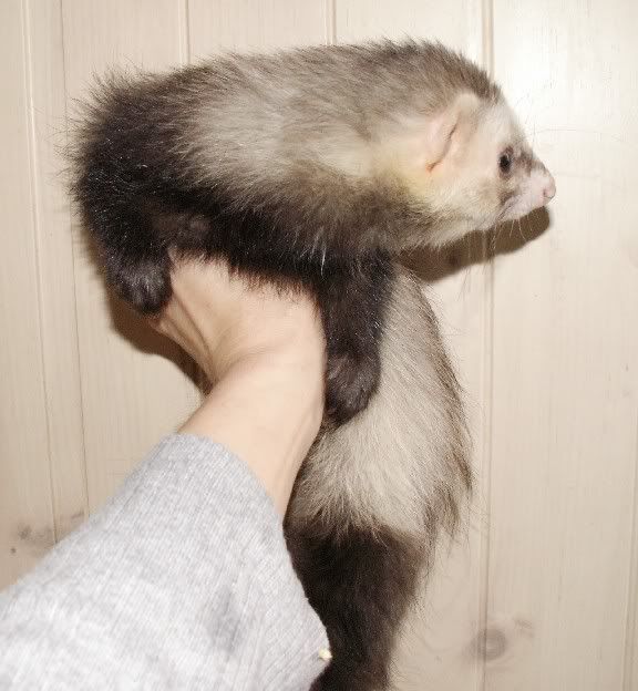 Het Angora Ferret Kits | Reptile Forums