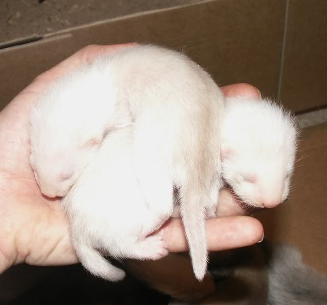Het Angora Ferret Kits | Page 3 | Reptile Forums