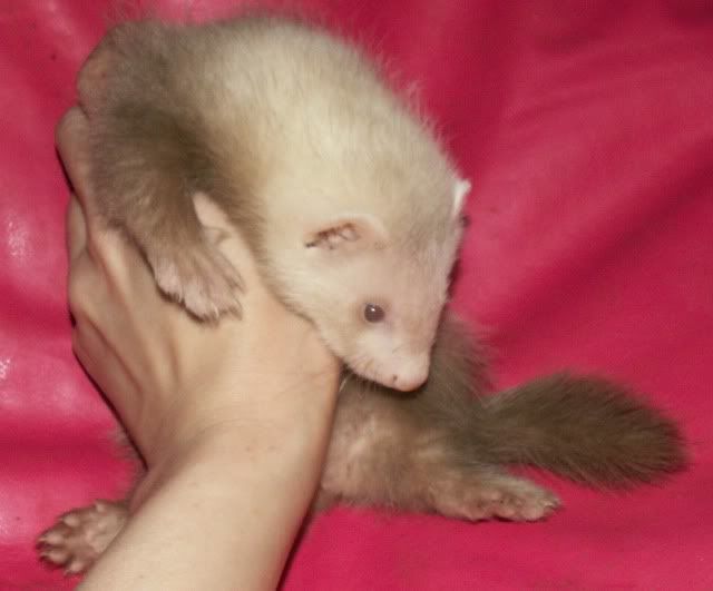 Half Angora Ferret Kits | Reptile Forums
