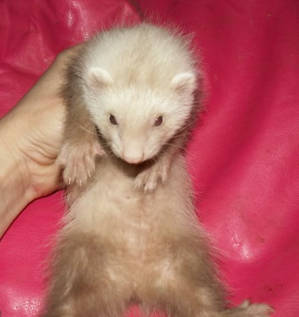 Half Angora Ferret Kits | Reptile Forums