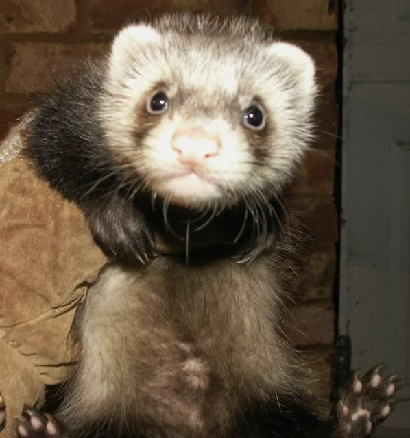 Het Angora Ferret Kits | Page 2 | Reptile Forums