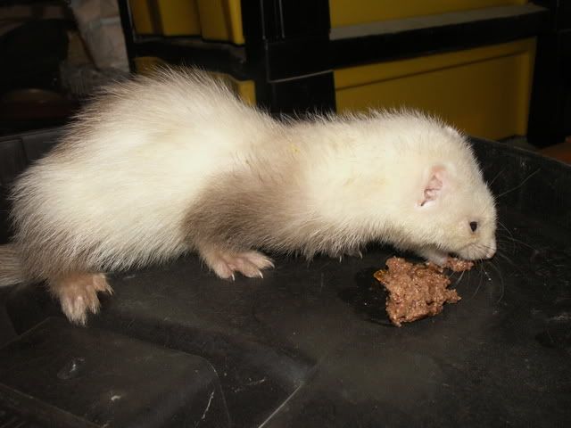 Het Angora Ferret Kits | Page 2 | Reptile Forums