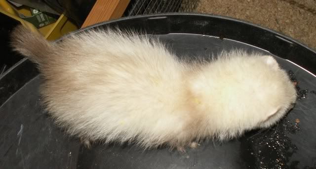Het Angora Ferret Kits | Page 2 | Reptile Forums