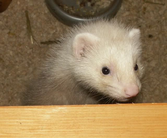 Het Angora Ferret Kits | Page 2 | Reptile Forums