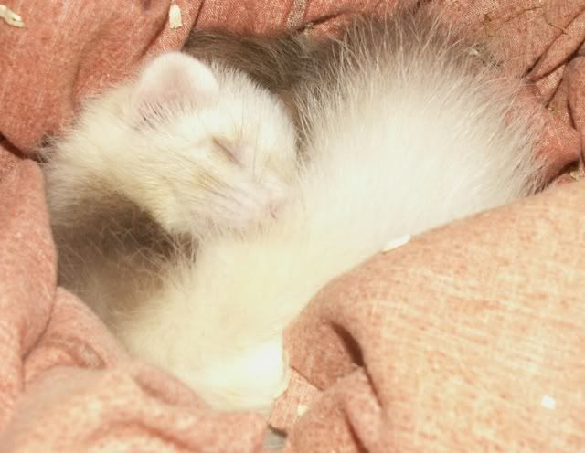 Het Angora Ferret Kits | Page 2 | Reptile Forums