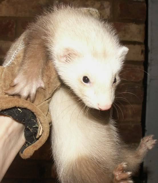 Het Angora Ferret Kits | Page 2 | Reptile Forums