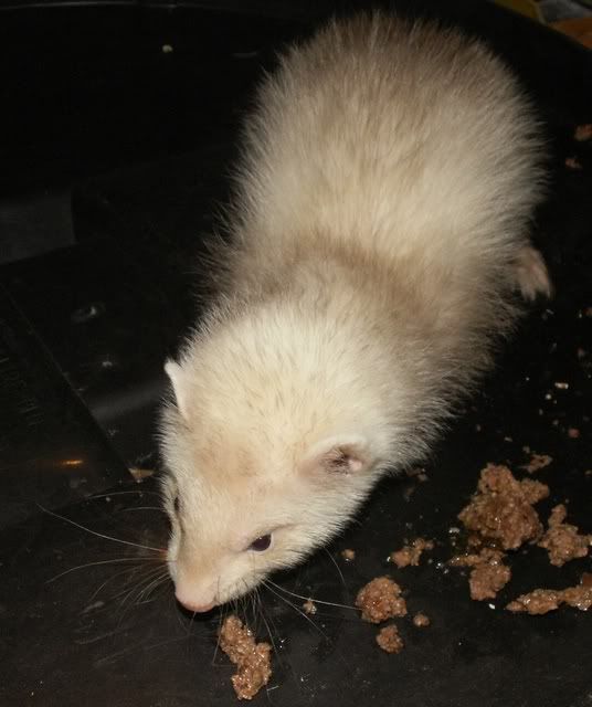 Het Angora Ferret Kits | Page 2 | Reptile Forums