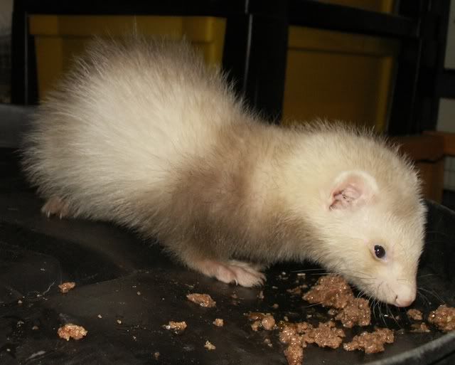 Het Angora Ferret Kits | Page 2 | Reptile Forums