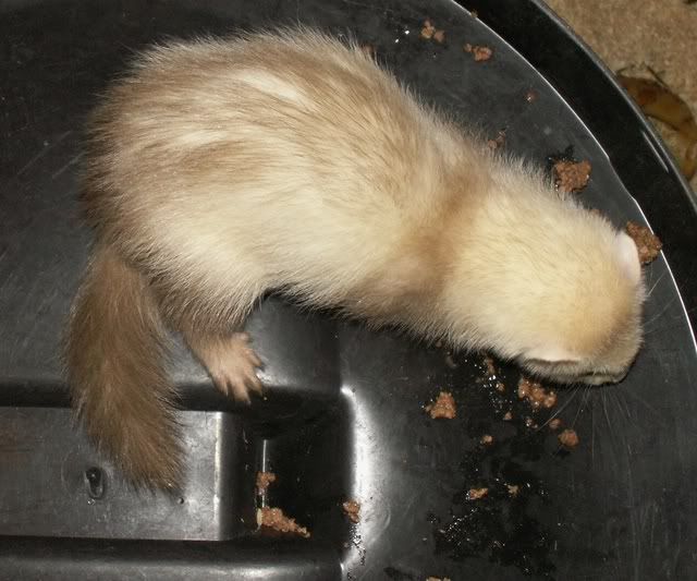 Het Angora Ferret Kits | Page 2 | Reptile Forums