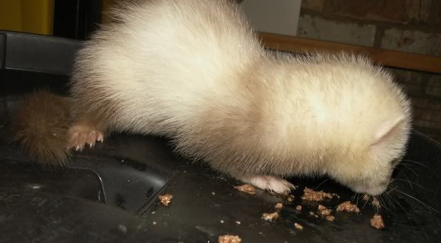 Het Angora Ferret Kits | Page 2 | Reptile Forums