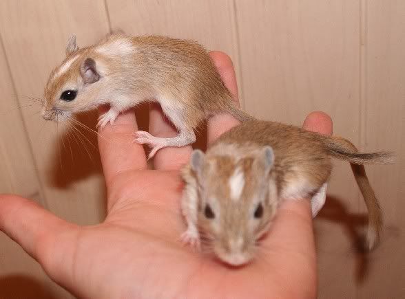 young gerbils | Reptile Forums