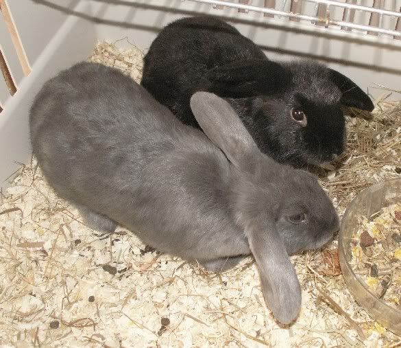 Wabbits!! two types... | Reptile Forums