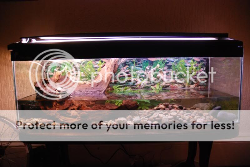 My new Chinemys Reevesii. | Reptile Forums