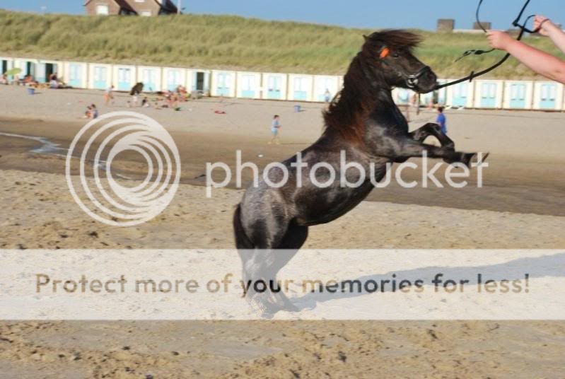 Kailiegh en Donder op het strand • Bokt.nl
